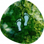 Sustainability | Kapi Kapi Growers