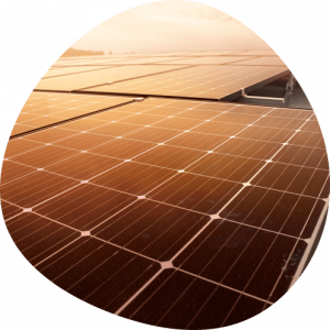 Sustainability | Kapi Kapi Growers